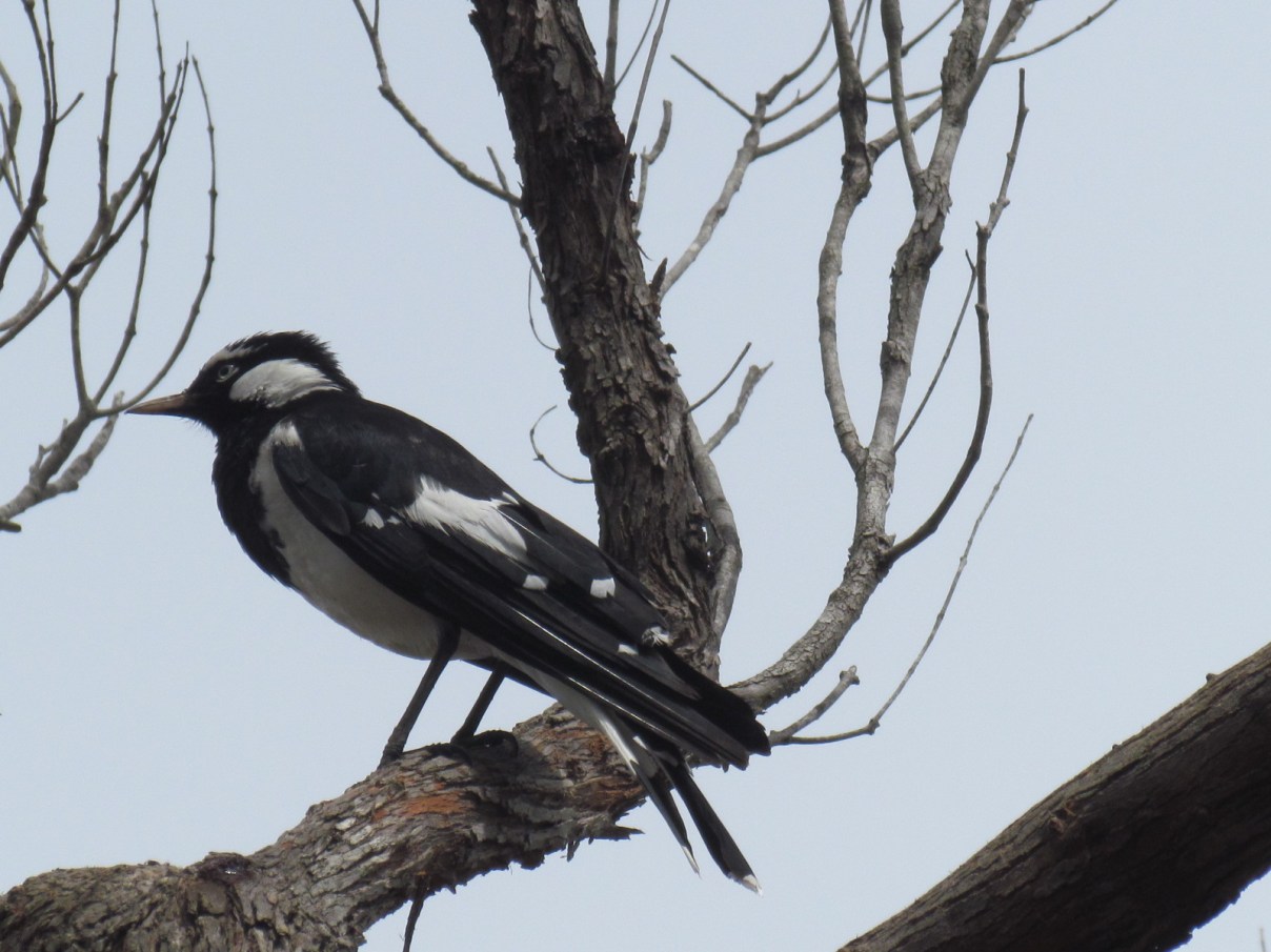 mudlark | Sydney Birder