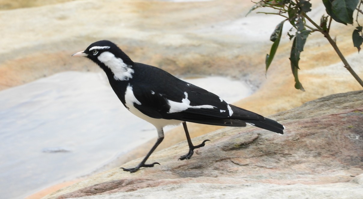 mudlark | Sydney Birder