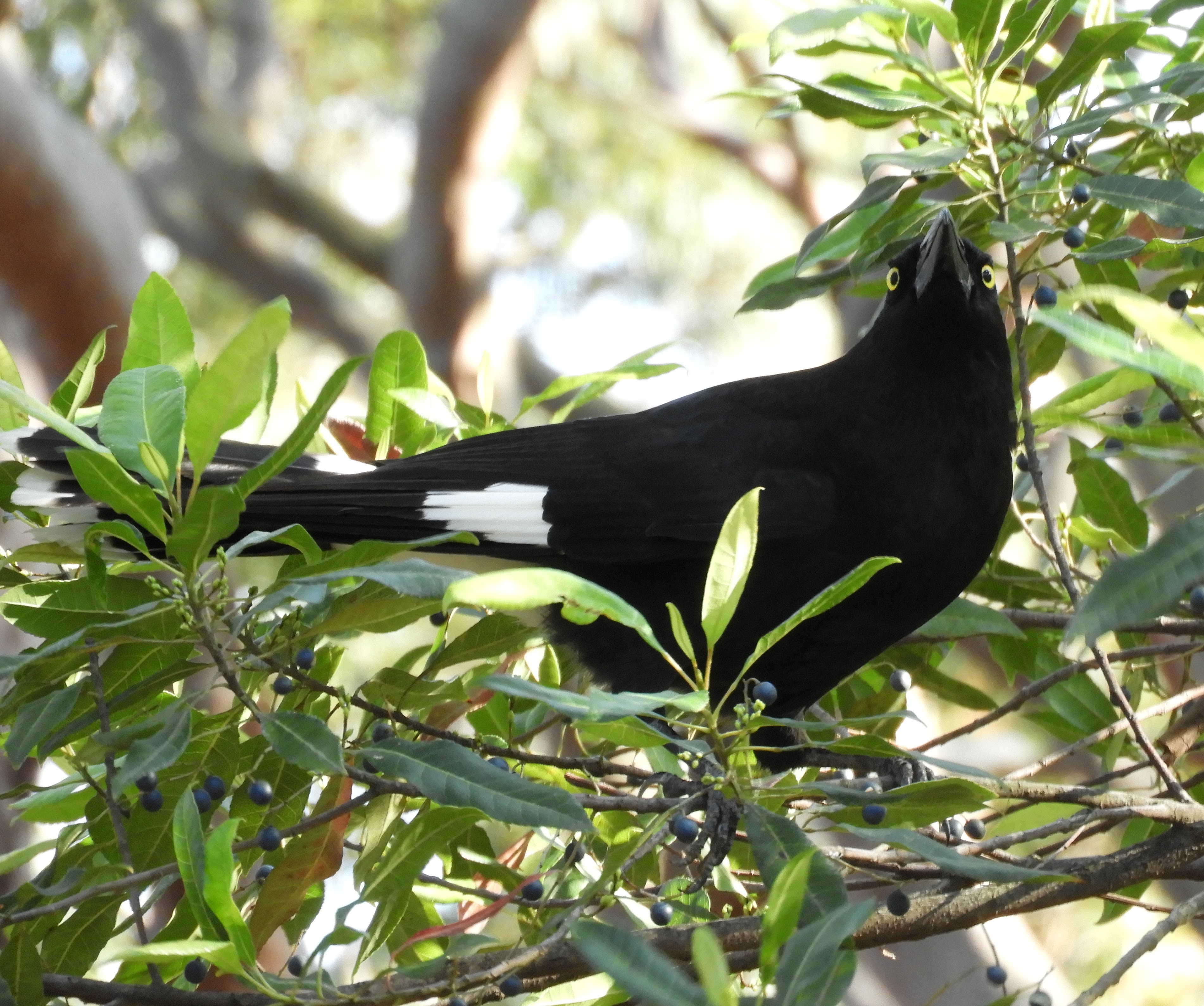 The gorgeous song of the Currawong | Sydney Birder