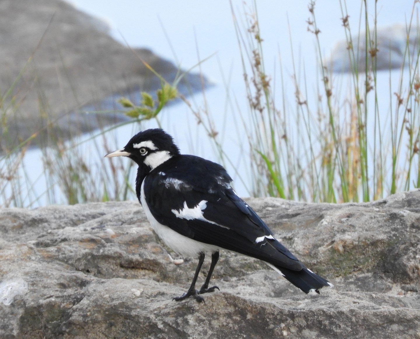 mudlark | Sydney Birder