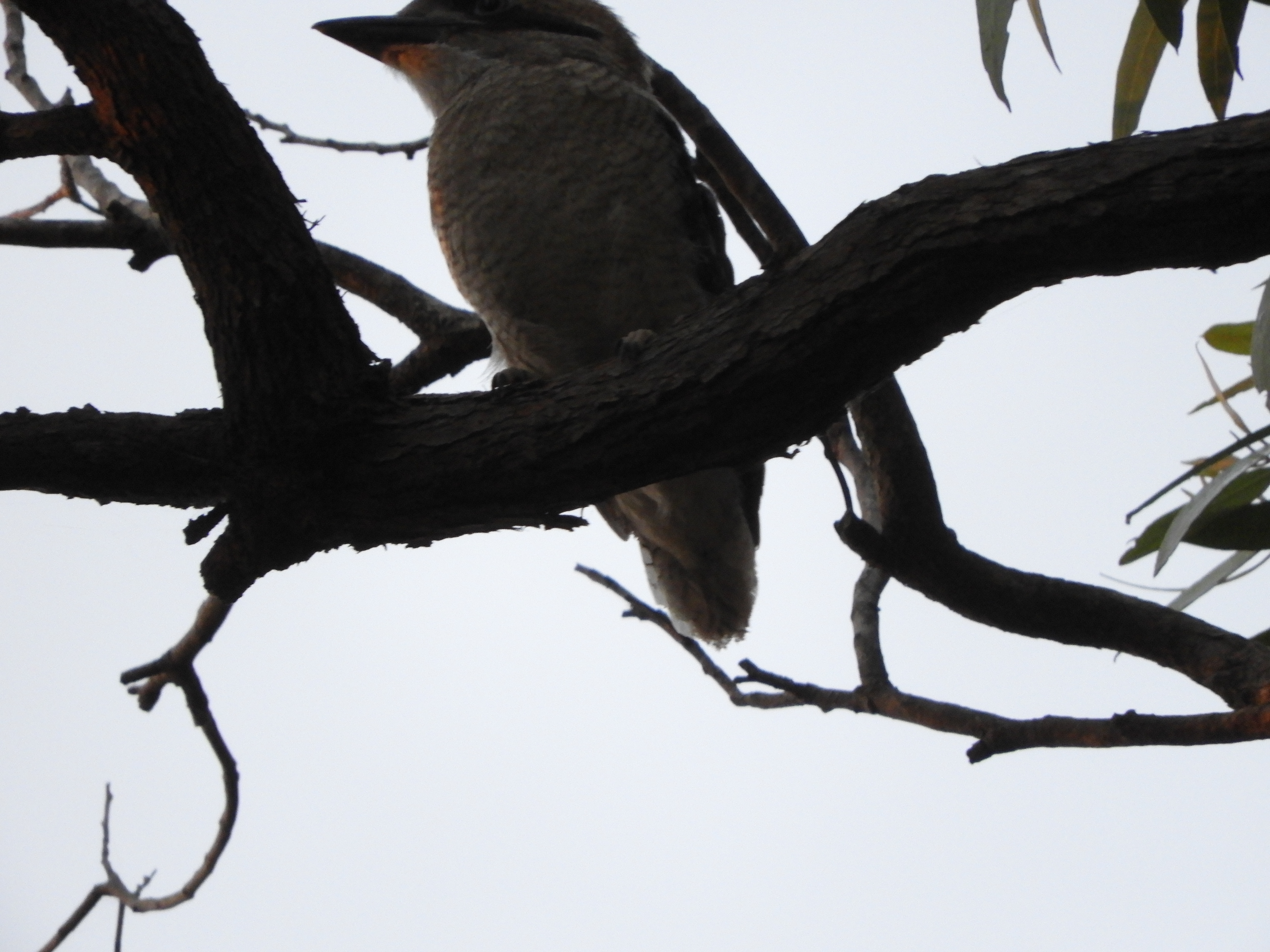 baby kookaburra | Sydney Birder