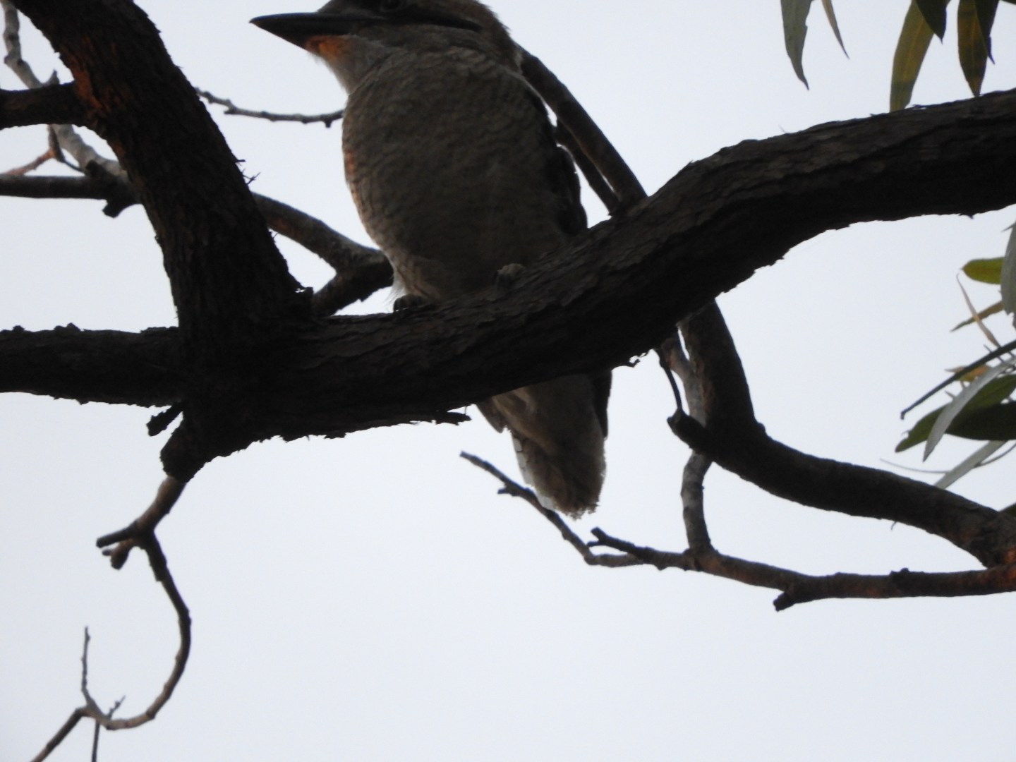 baby kookaburra | Sydney Birder