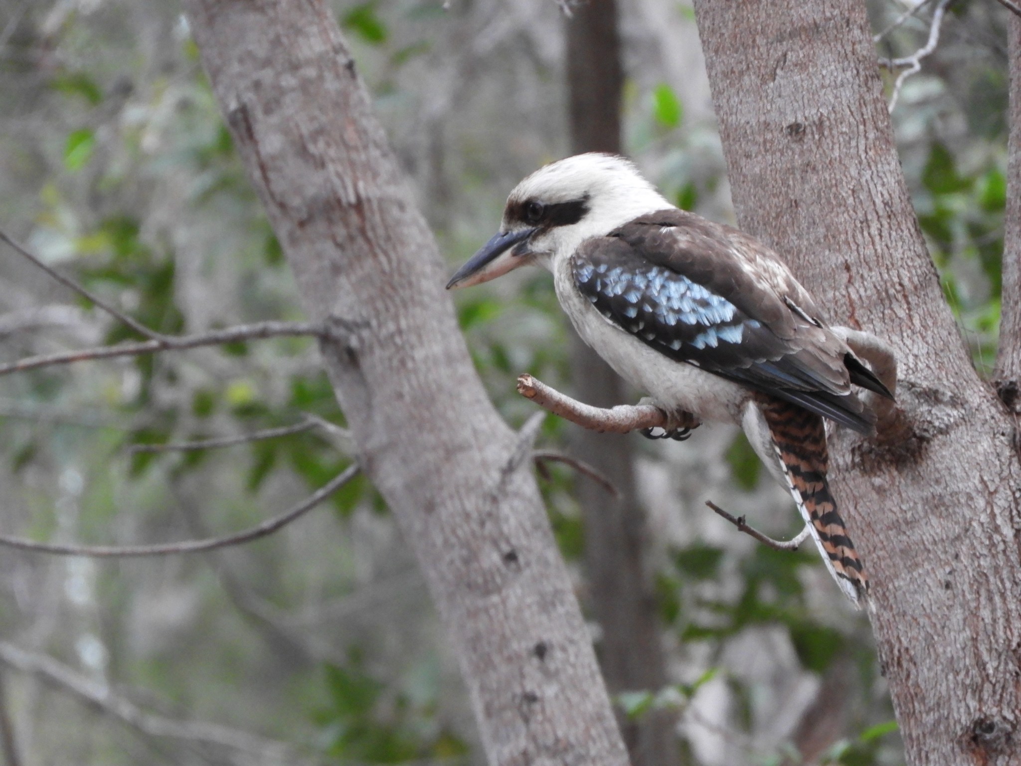 baby kookaburra | Sydney Birder