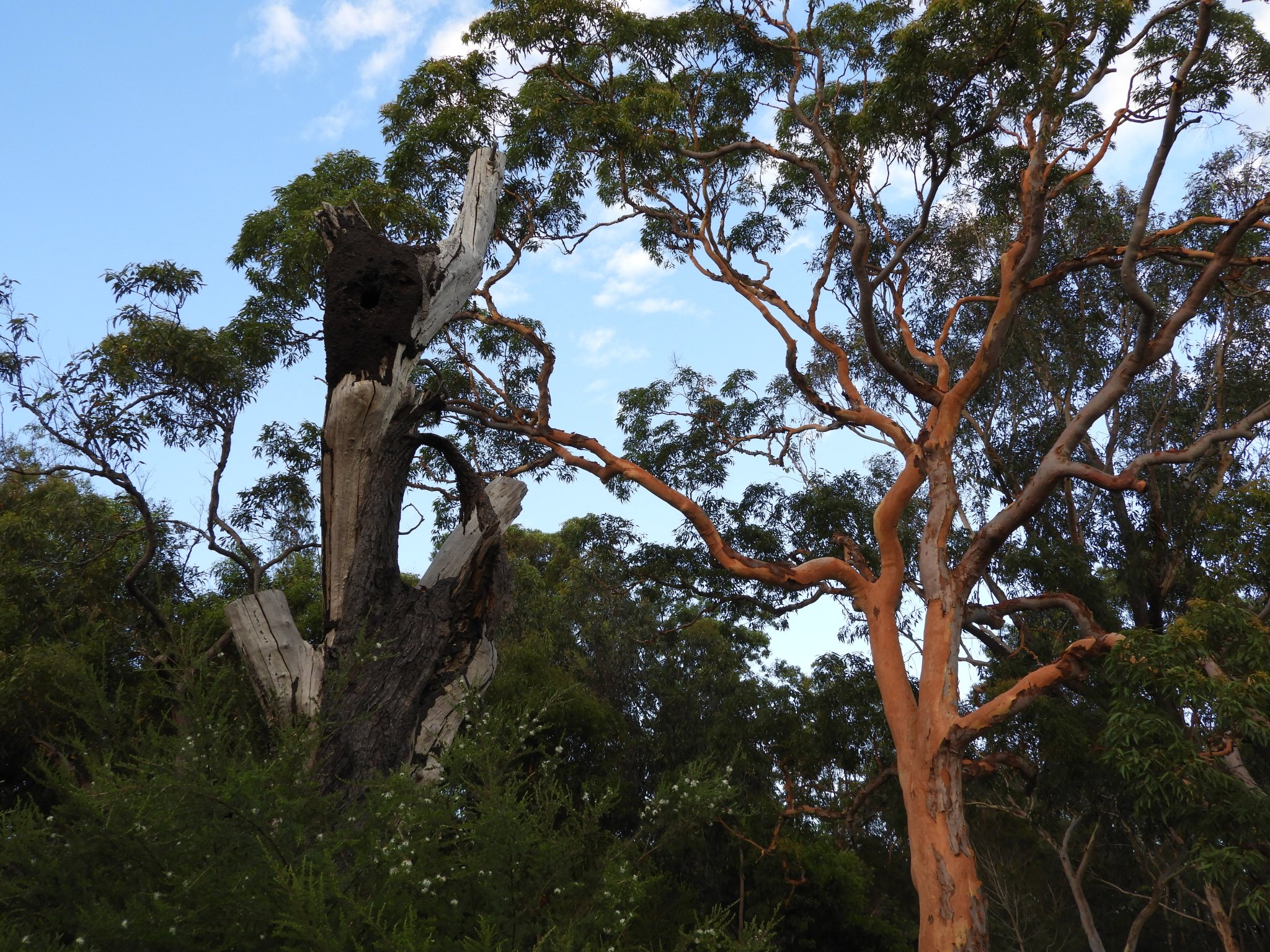 baby kookaburra | Sydney Birder