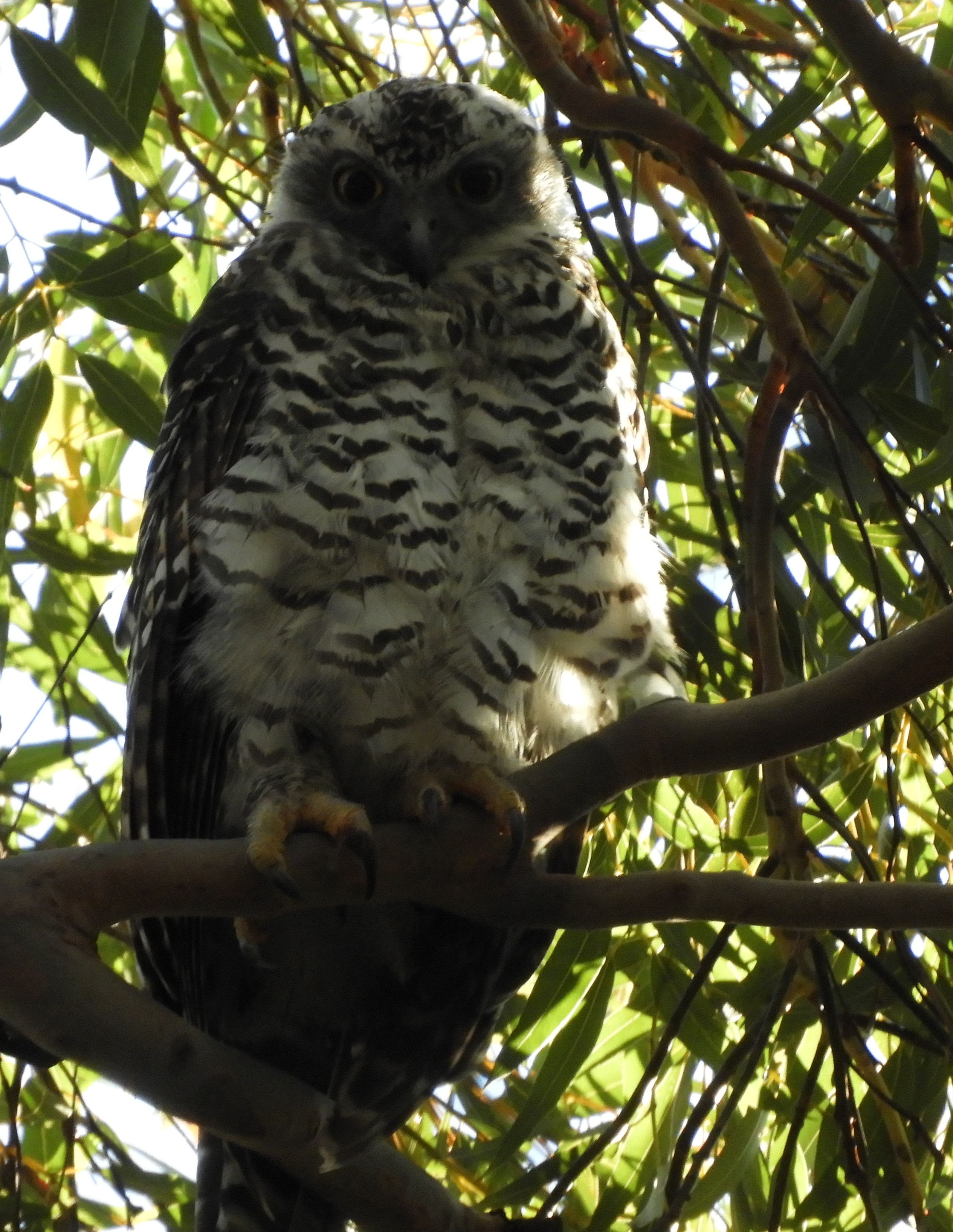 Triangle of power: Three Powerful Owls | Sydney Birder