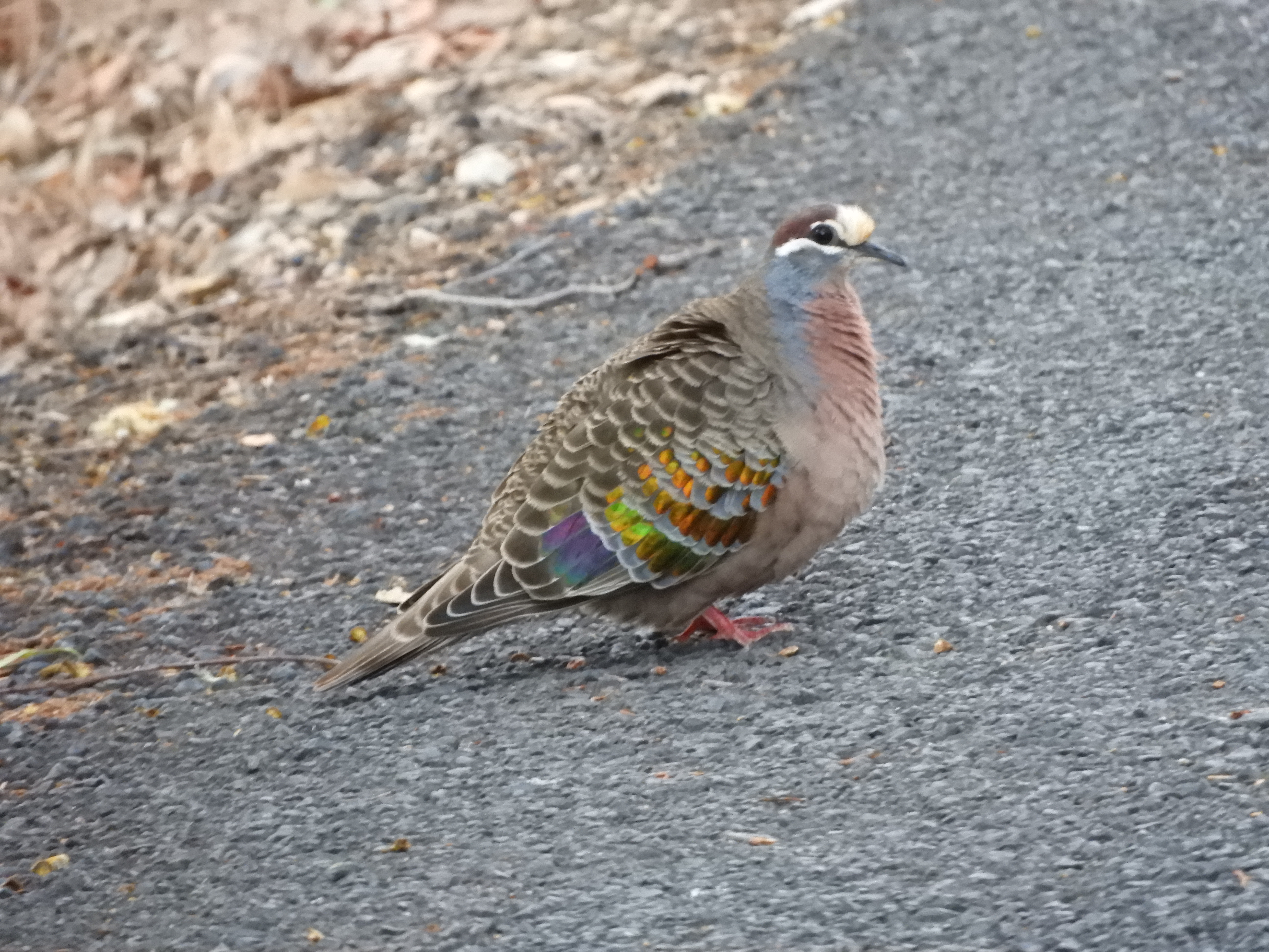 Common Bronzewing pigeon in Blue Mountains | Sydney Birder