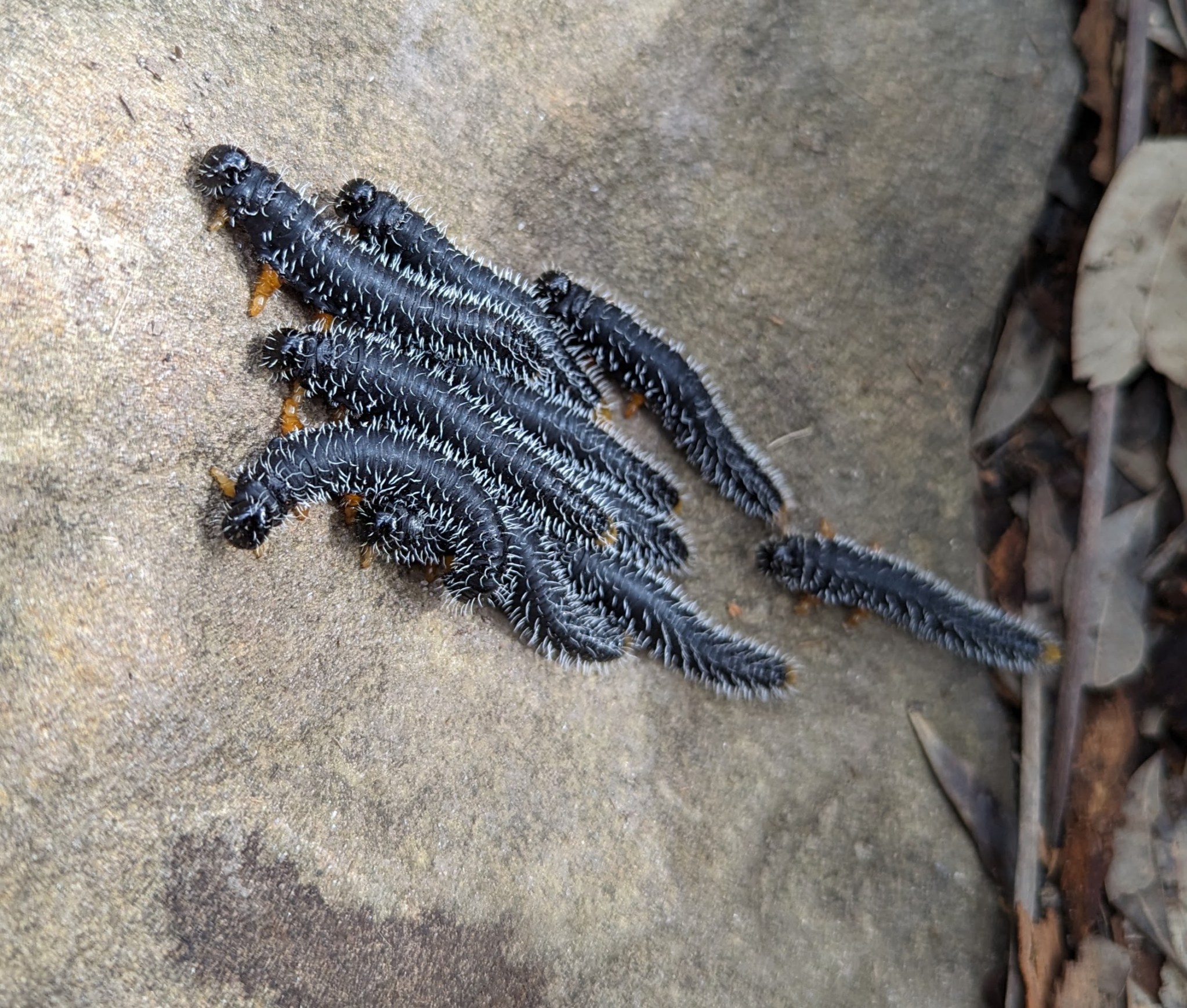 Kookaburra | Sydney Birder