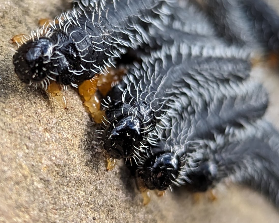Spitfire grubs and Kookaburras | Sydney Birder