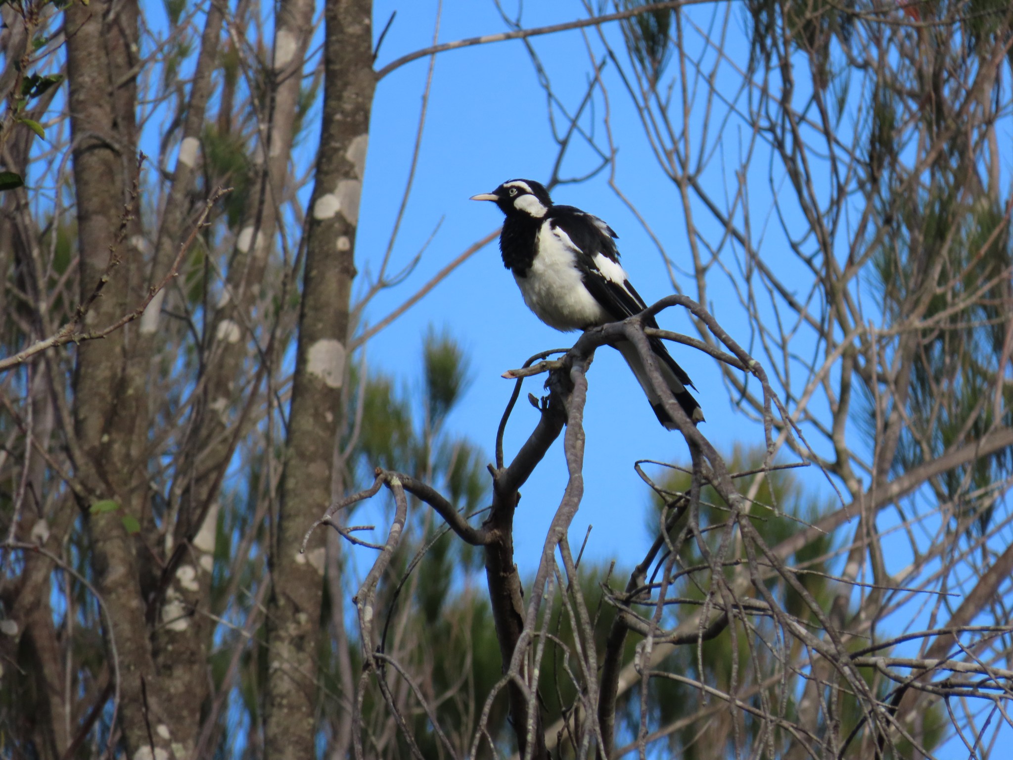 mudlark | Sydney Birder