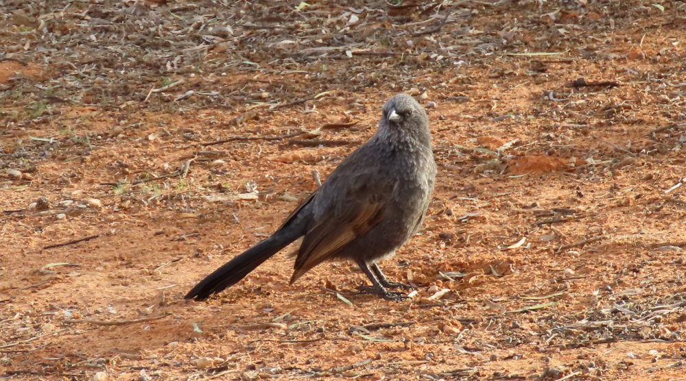 Apostlebirds nesting and grooming | Sydney Birder