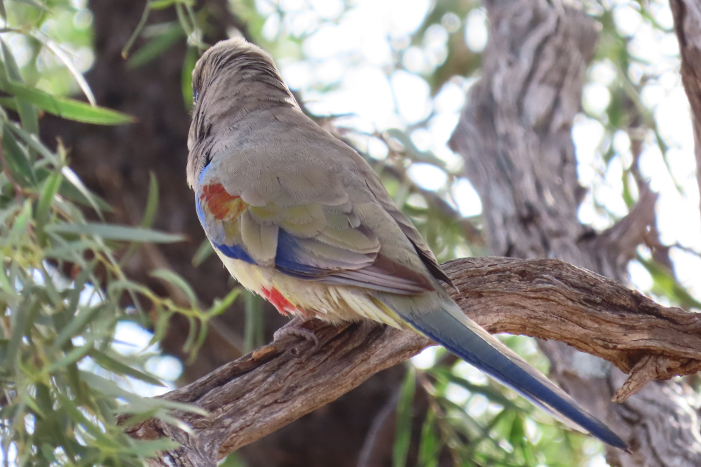 Blue Bonnet: a new parrot for me | Sydney Birder