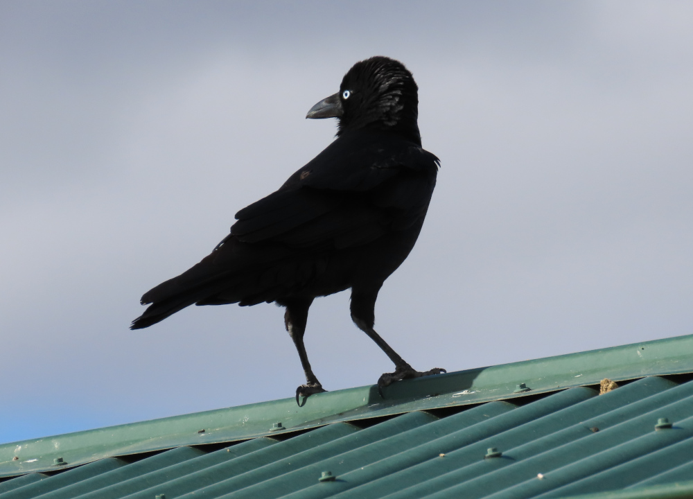 Little Crow at Mungo National Park | Sydney Birder