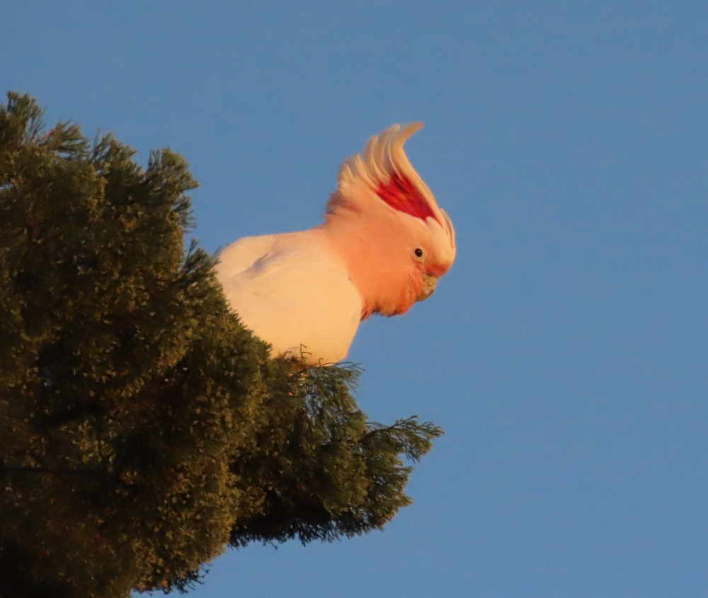A tree full of Pink Cockatoos at Lake Mungo | Sydney Birder