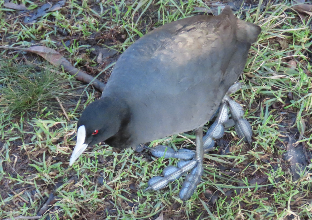 The foot of the Coot | Sydney Birder