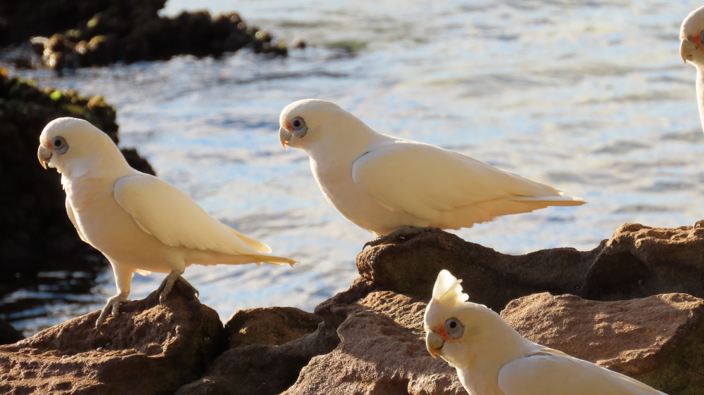 Corella | Sydney Birder