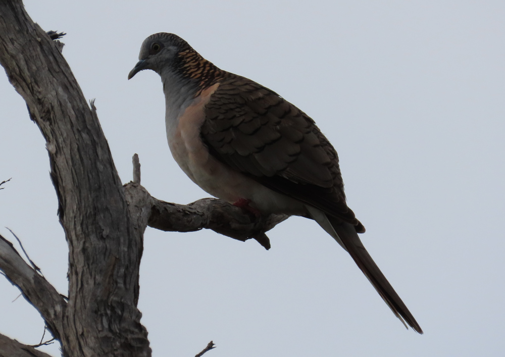 Bar-shouldered Dove in Manly | Sydney Birder