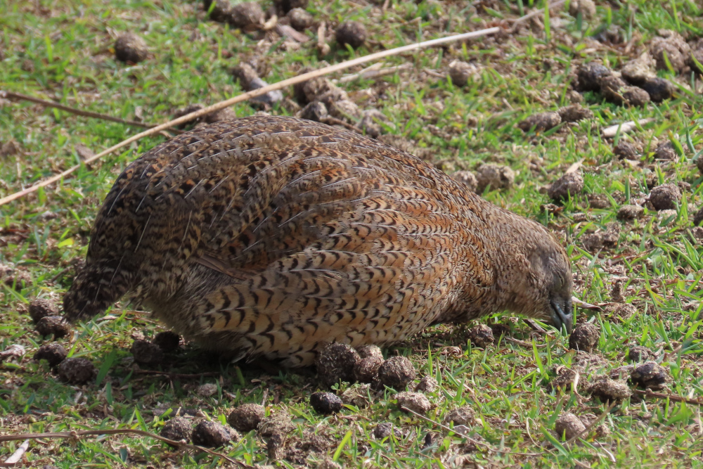 Brown Quails in Manly | Sydney Birder