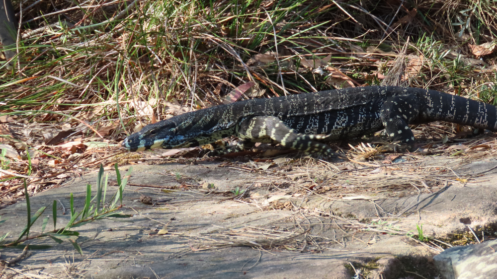 Did the big scary lizard make the Mudlarks abandon their nest? | Sydney ...