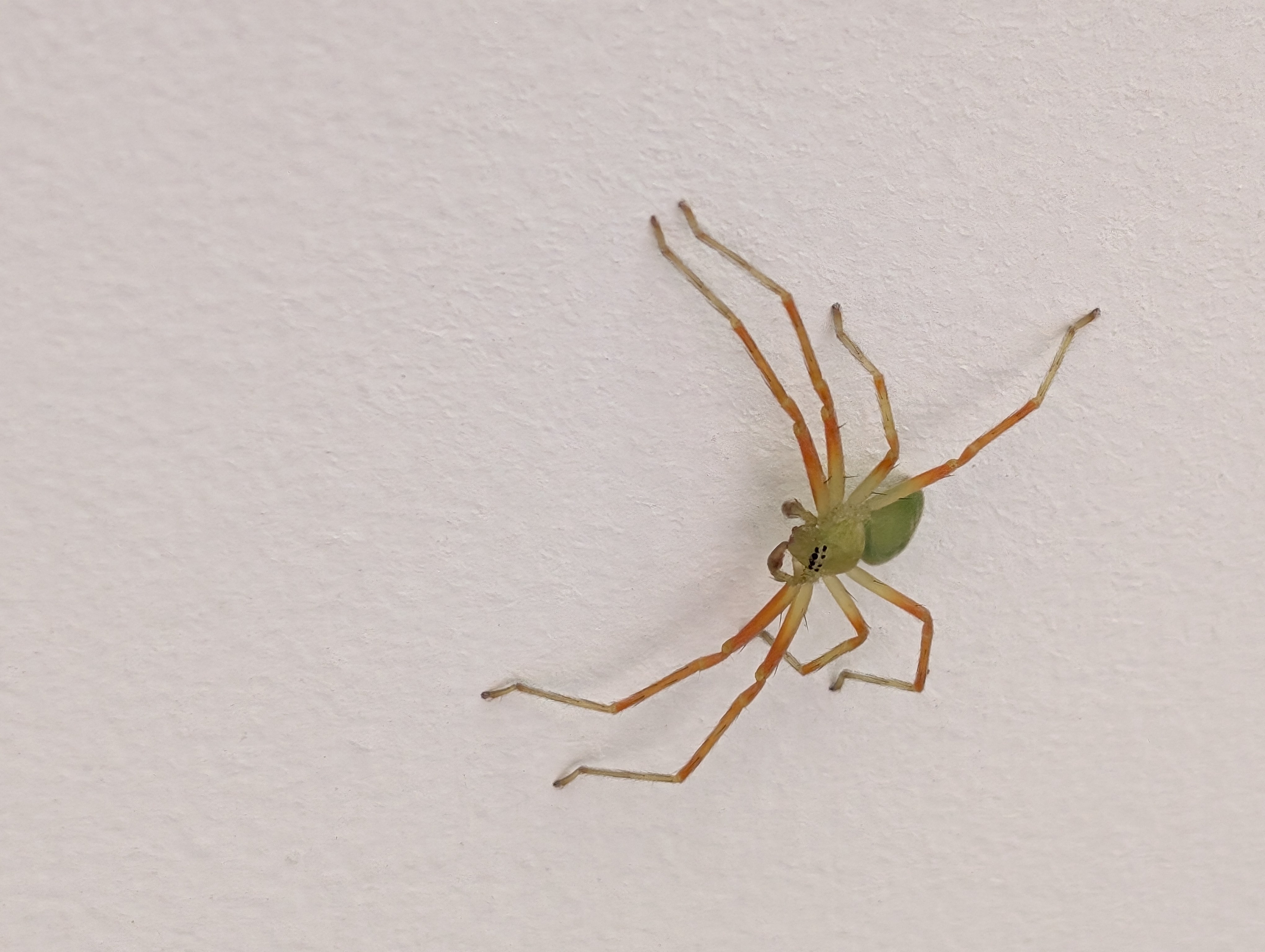 Green huntsman spider | Sydney Birder