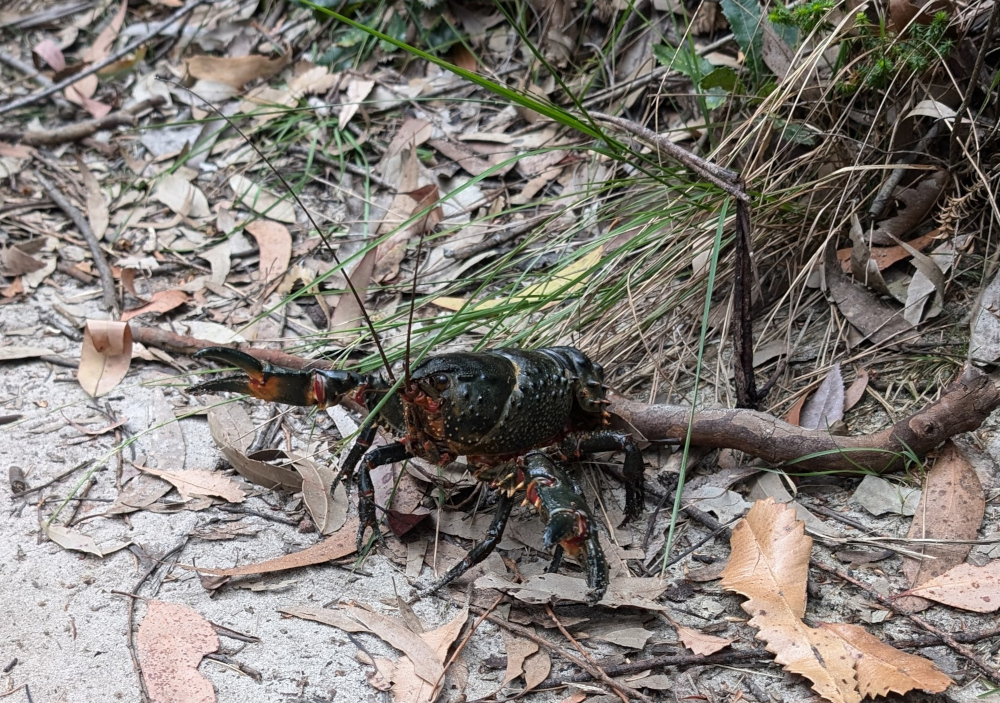 Biggest Yabby I’ve ever seen | Sydney Birder