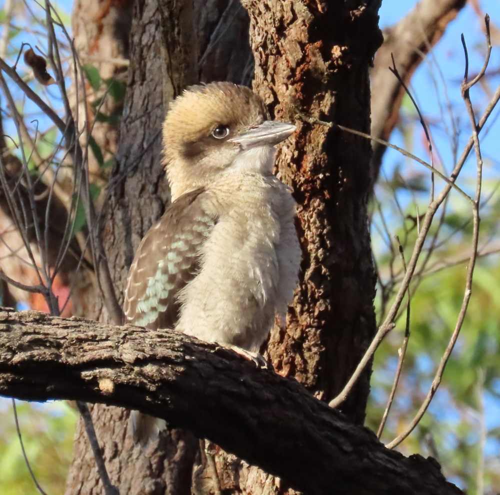 Baby kookaburras out of nest | Sydney Birder