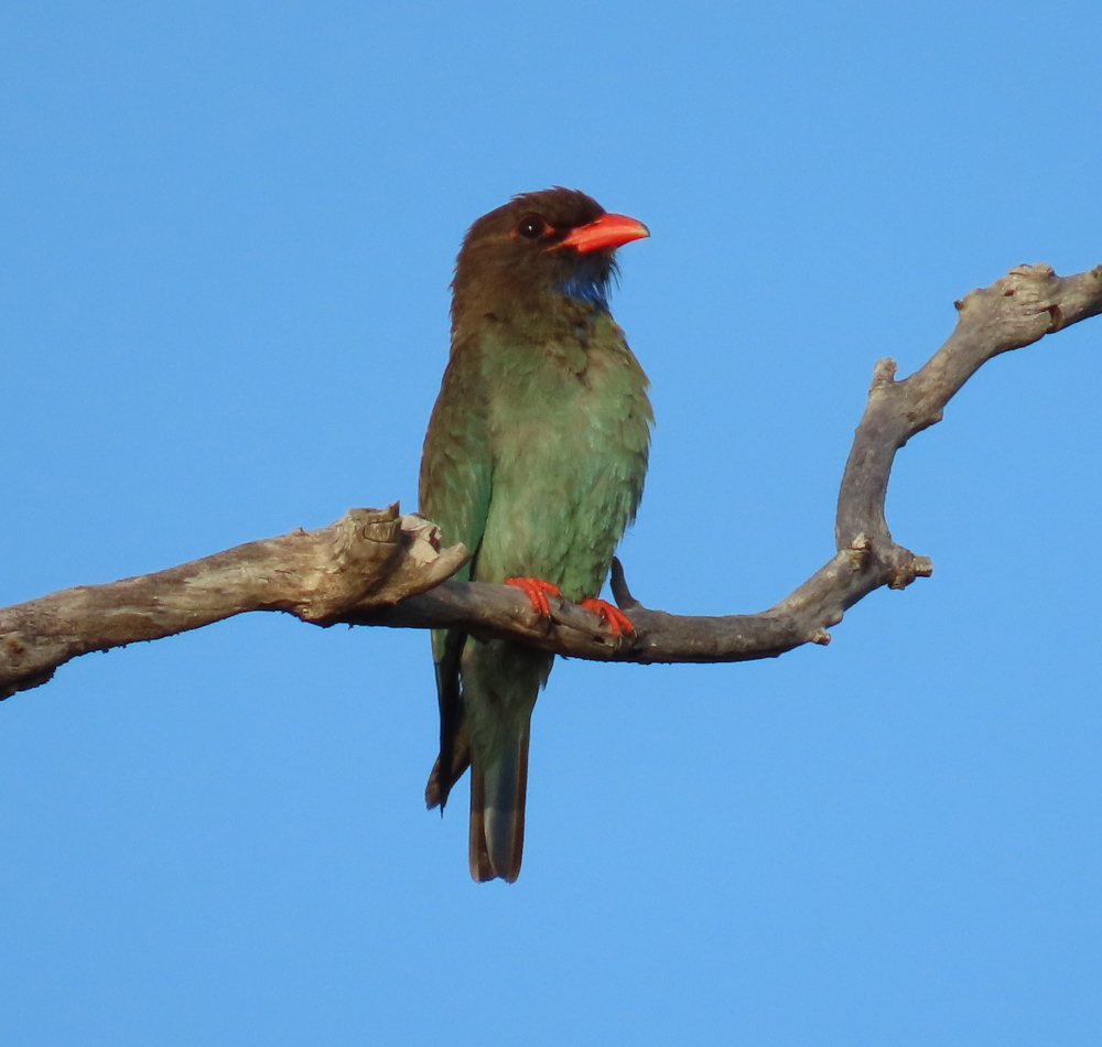 Pretty Dollarbird near Sydney | Sydney Birder
