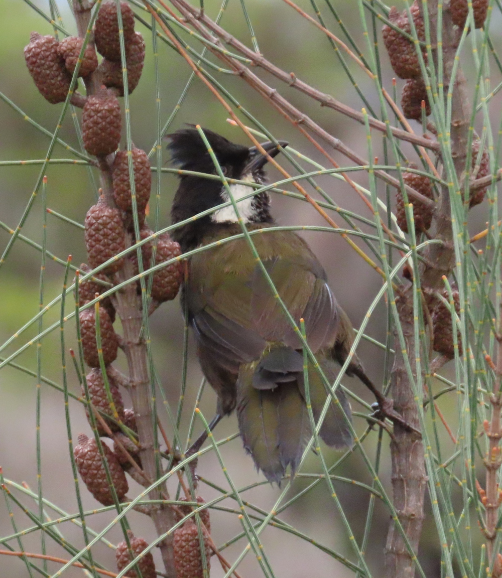 A rather shaggy Whipbird | Sydney Birder