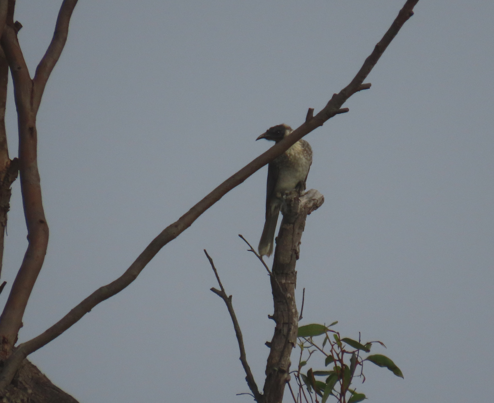 More Noisy Friarbirds in Sydney’s Northern Beaches | Sydney Birder