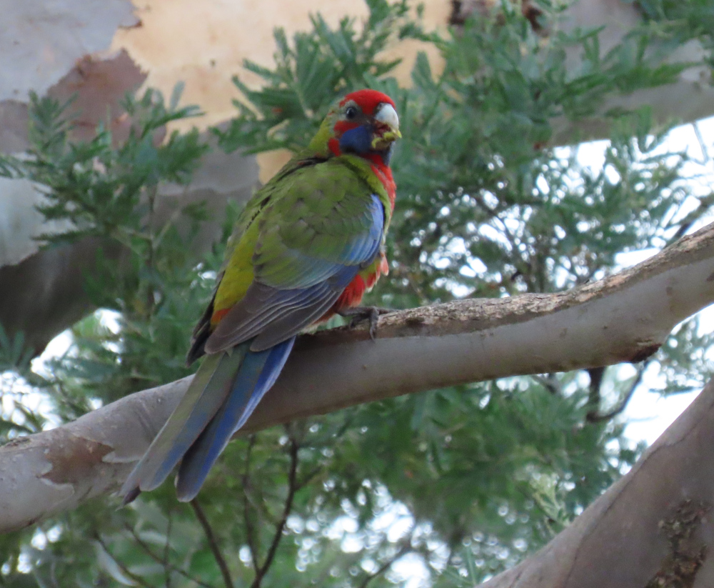 Beautiful female Crimson Rosella | Sydney Birder