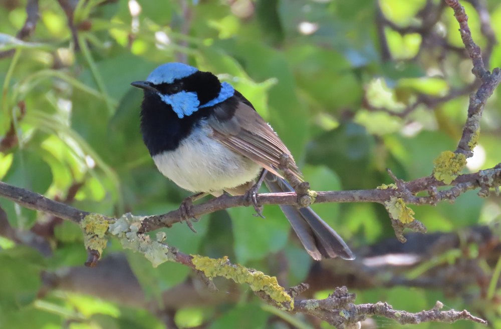 Call of the Superb Fairy-wren | Sydney Birder