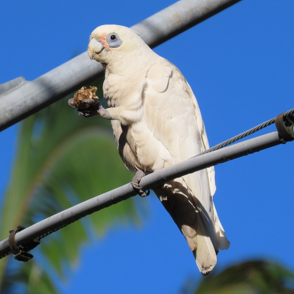 Little Corella enjoying a snack | Sydney Birder