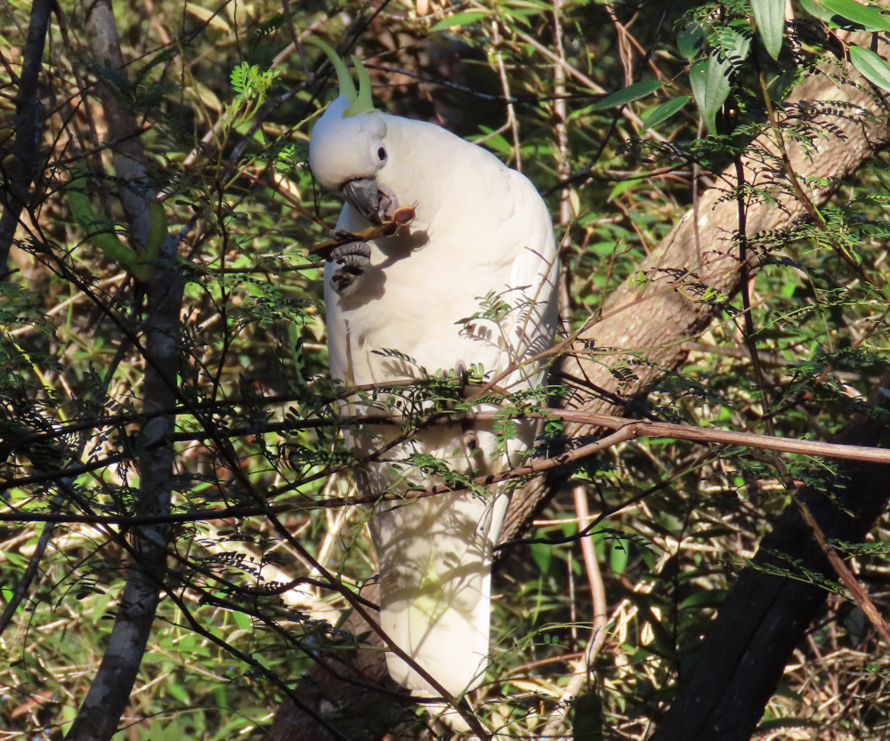 Wild cockatoos come up close for a chat | Sydney Birder