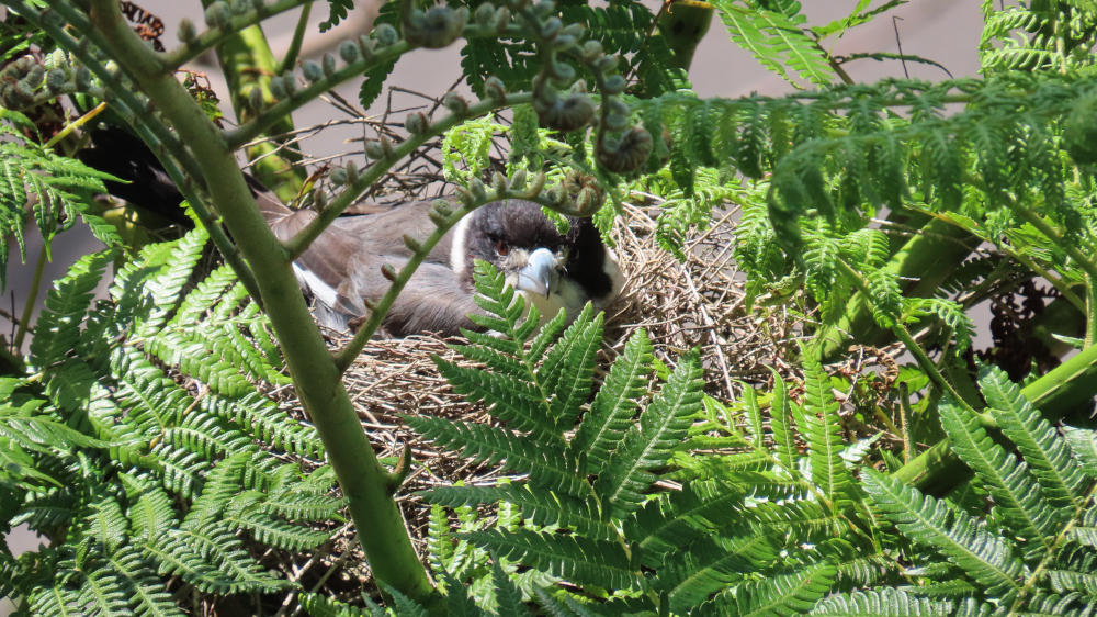Butcherbird nest in tree fern – hope it survives | Sydney Birder