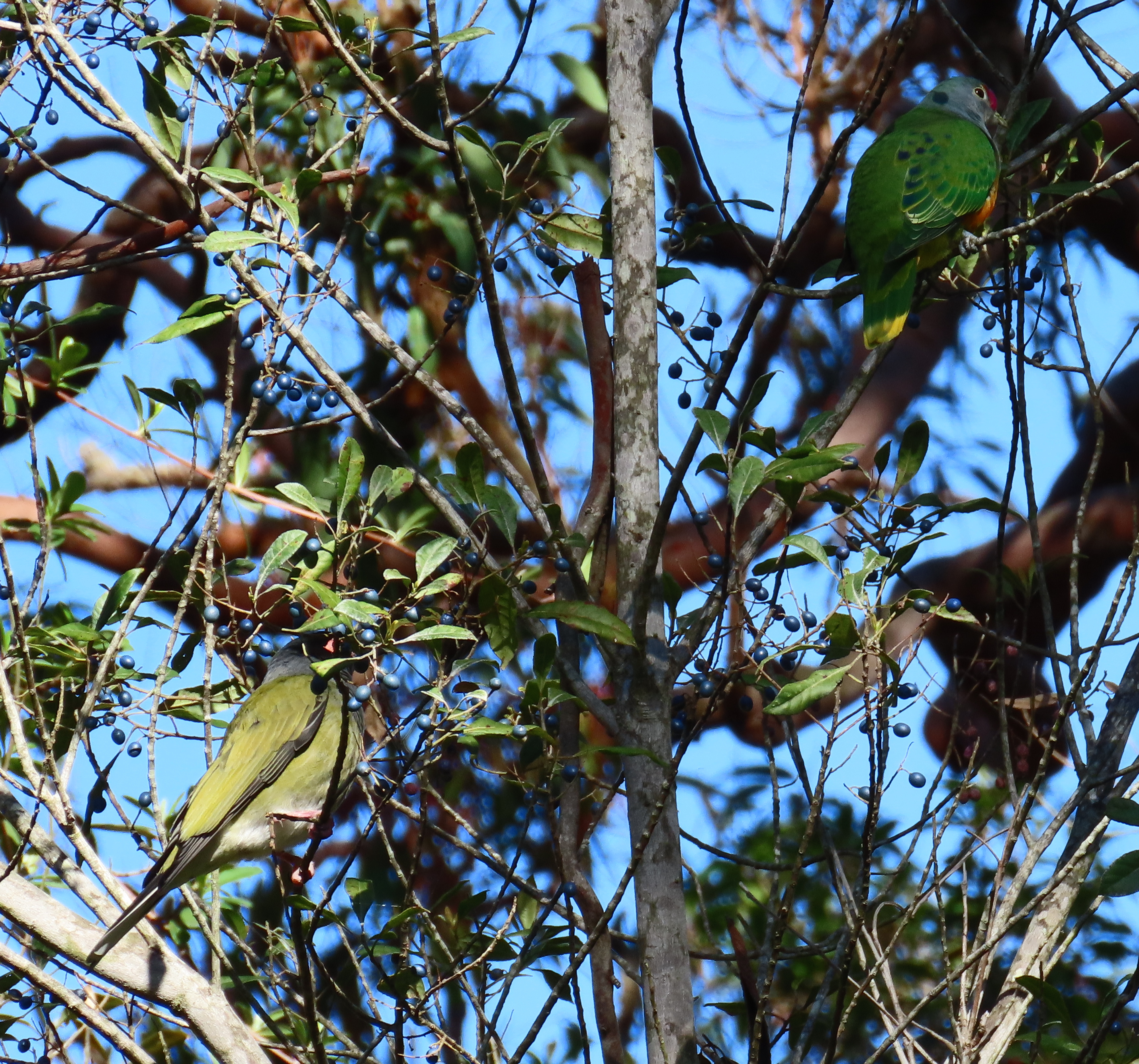 Rose-crowned Fruit Dove near Sydney | Sydney Birder