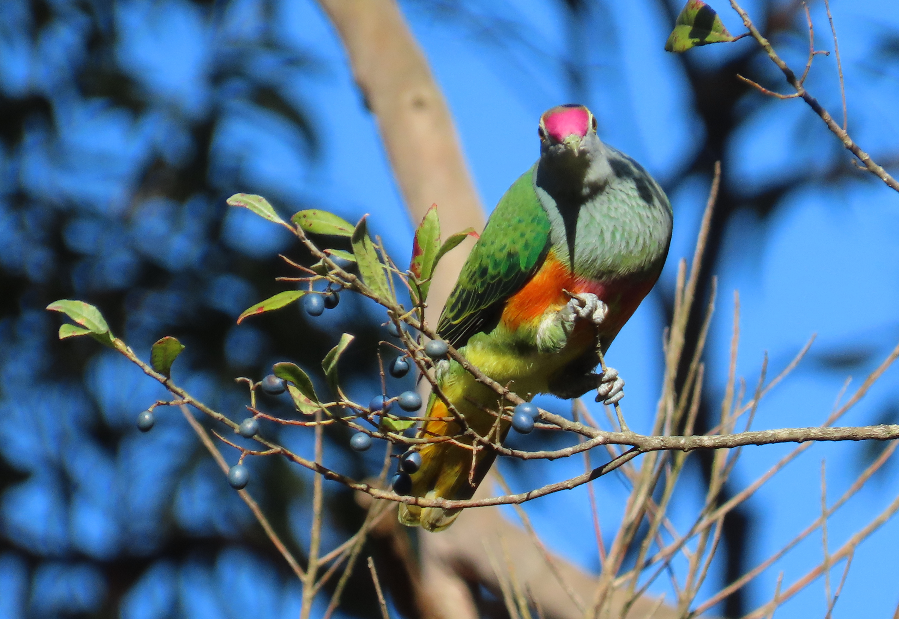 Rose-crowned Fruit Dove near Sydney | Sydney Birder