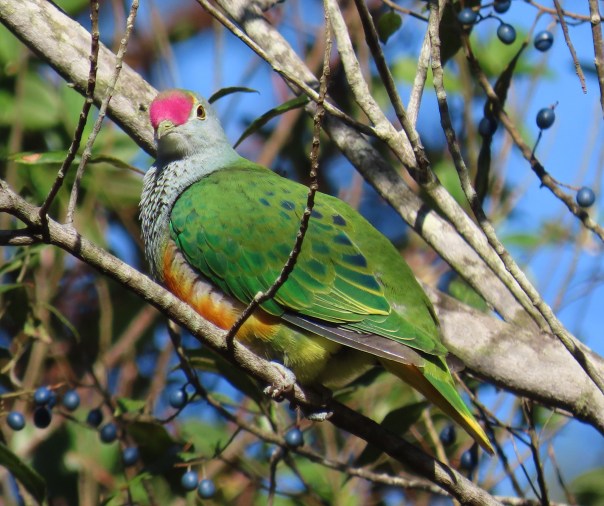 Rose-crowned Fruit Dove near Sydney | Sydney Birder