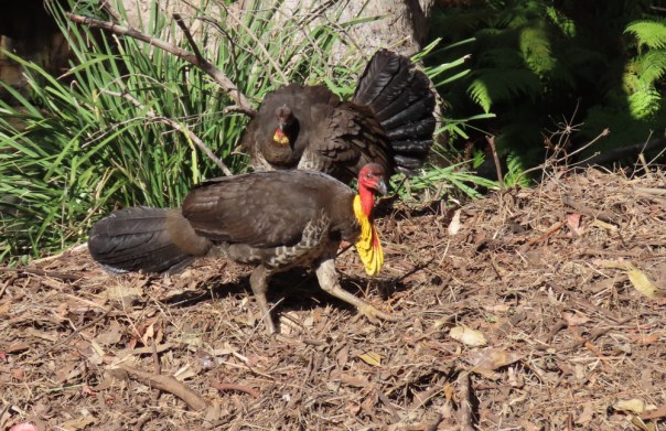 Brush-turkey mound: I think she likes it! | Sydney Birder