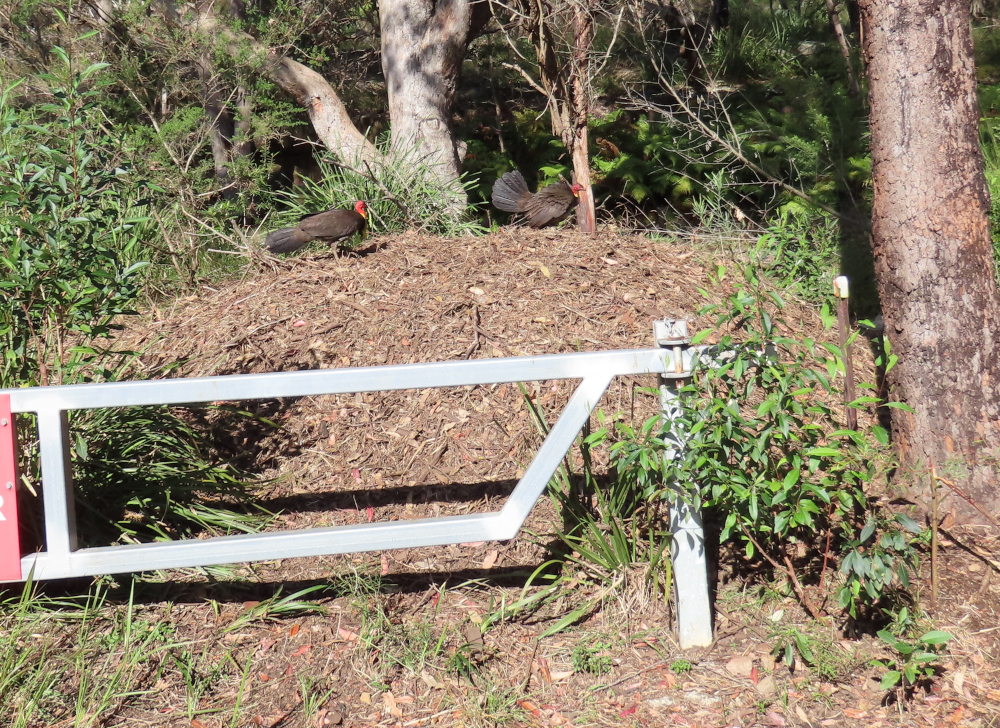 Brush-turkey mound: I think she likes it! | Sydney Birder