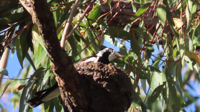 mudlark | Sydney Birder
