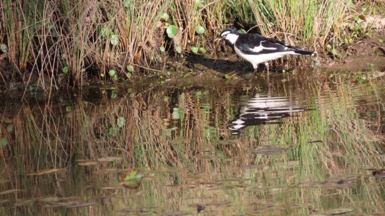 mudlark | Sydney Birder