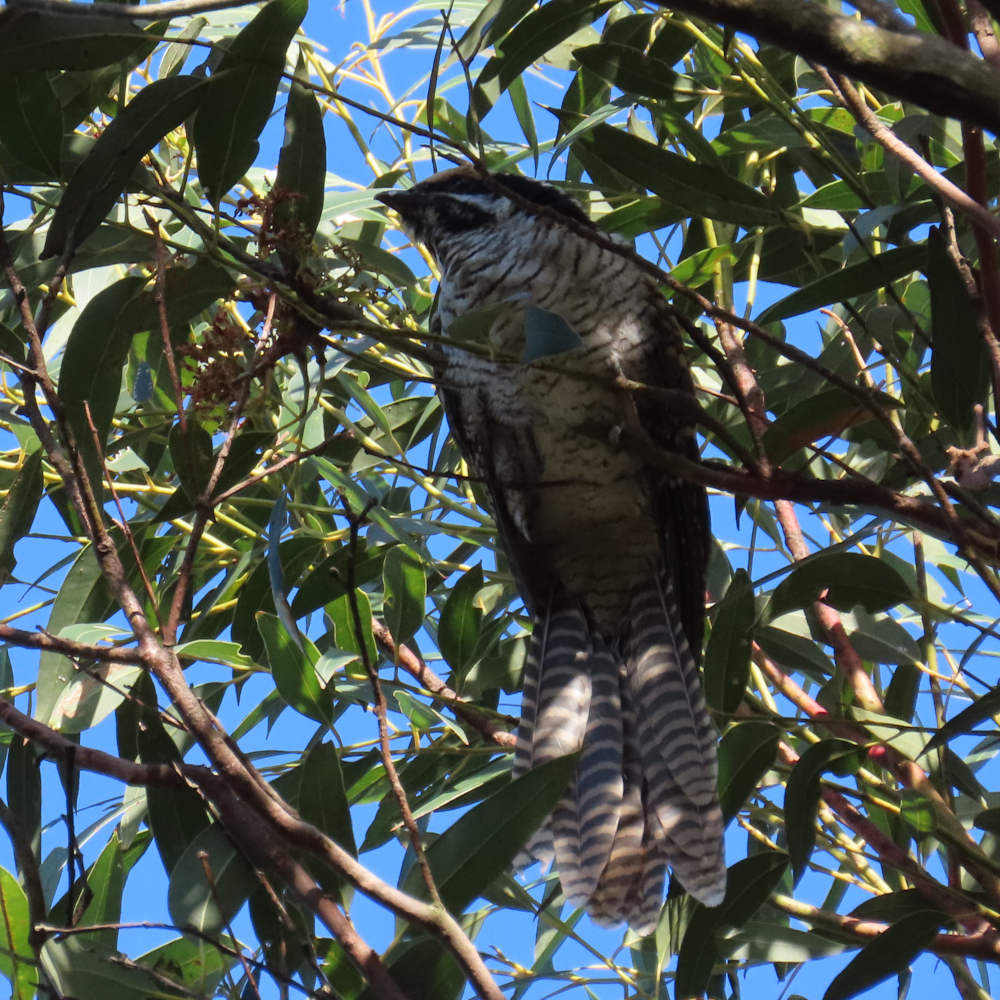 Big baby! Koel cuckoo fed by Red Wattlebird | Sydney Birder