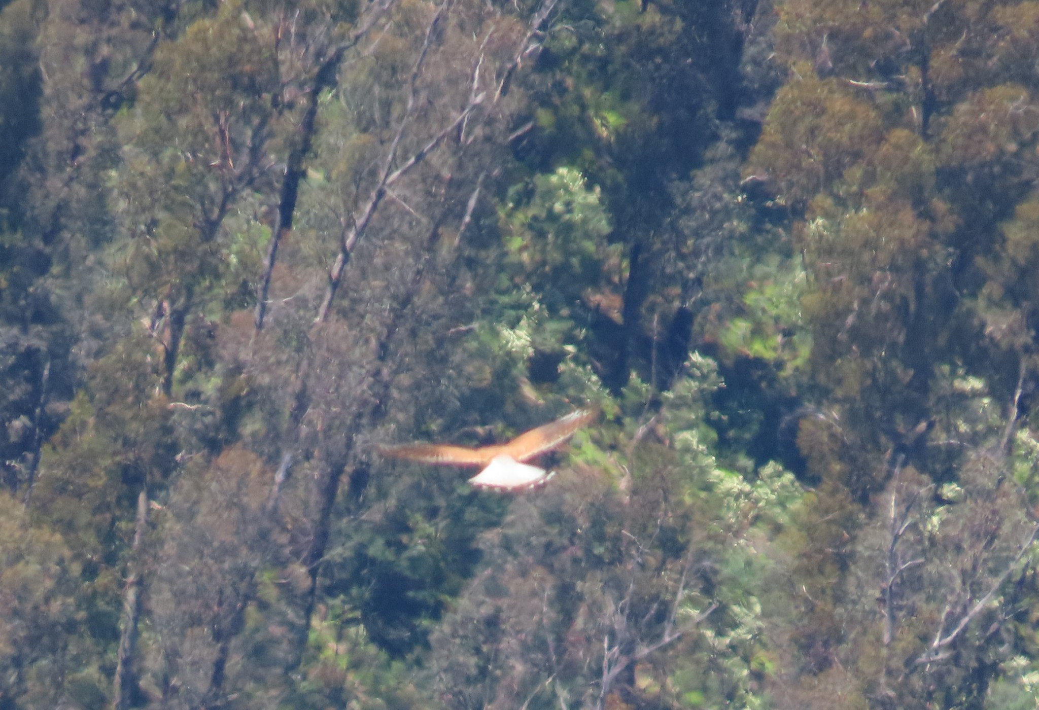 Kestrel | Sydney Birder