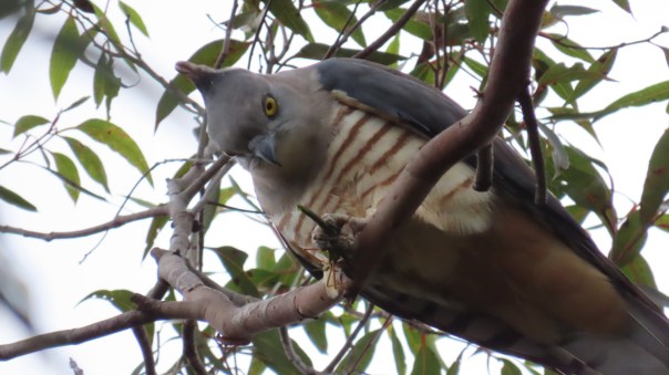 Pacific Baza eating a stick insect | Sydney Birder