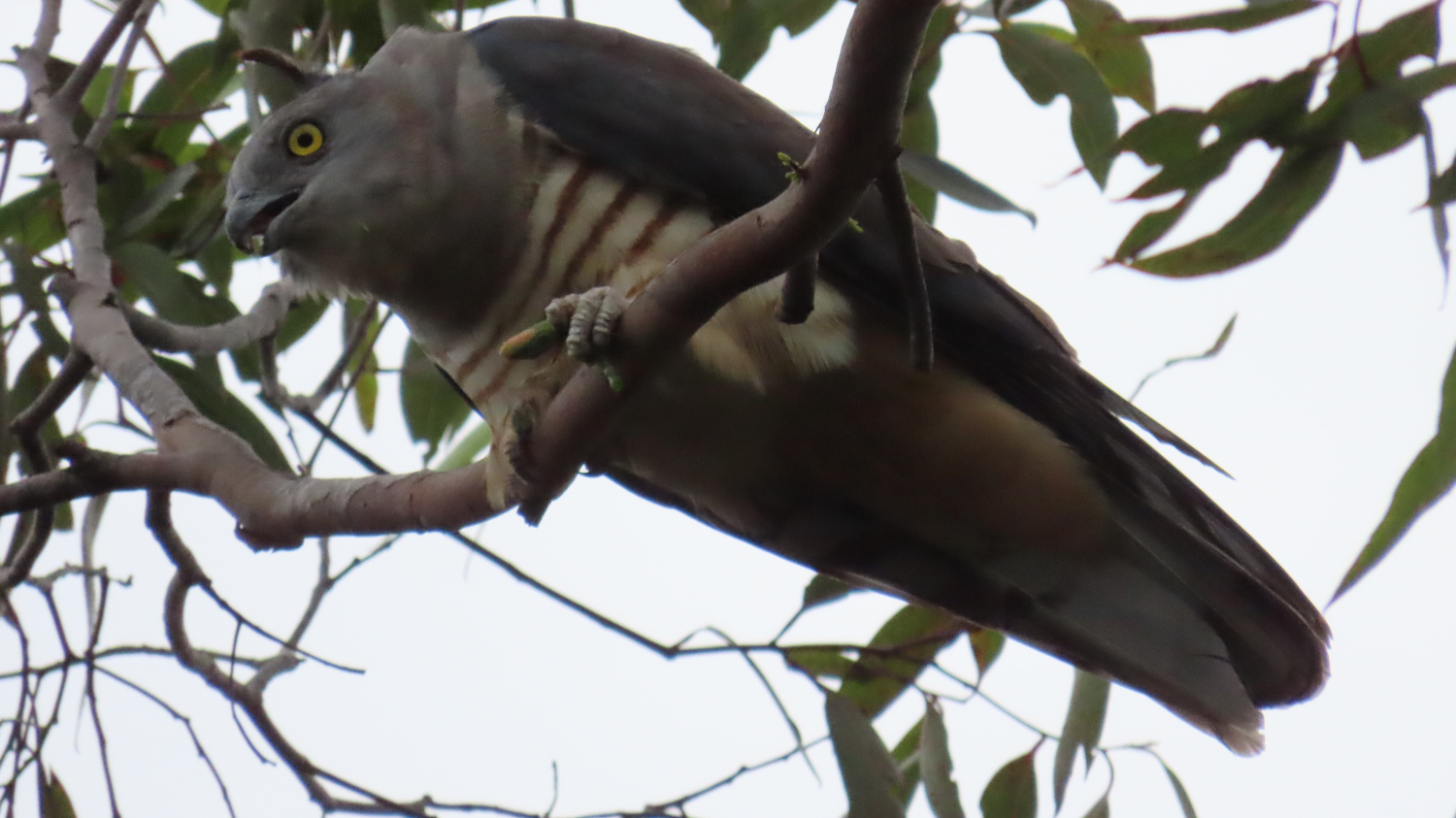 Pacific Baza eating a stick insect | Sydney Birder