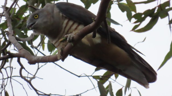 Pacific Baza eating a stick insect | Sydney Birder
